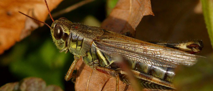 Distinguer grillon,criquet et sauterelle – La faune urbaine du Québec